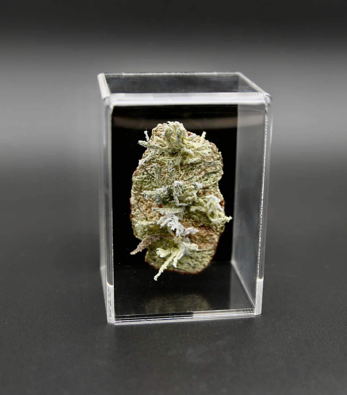 My work has been chosen to feature at Next Door Gallery. – Cathy Jane ...