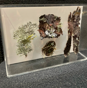 About | Award-Winning NZ Artist | Cathy Jane Designs